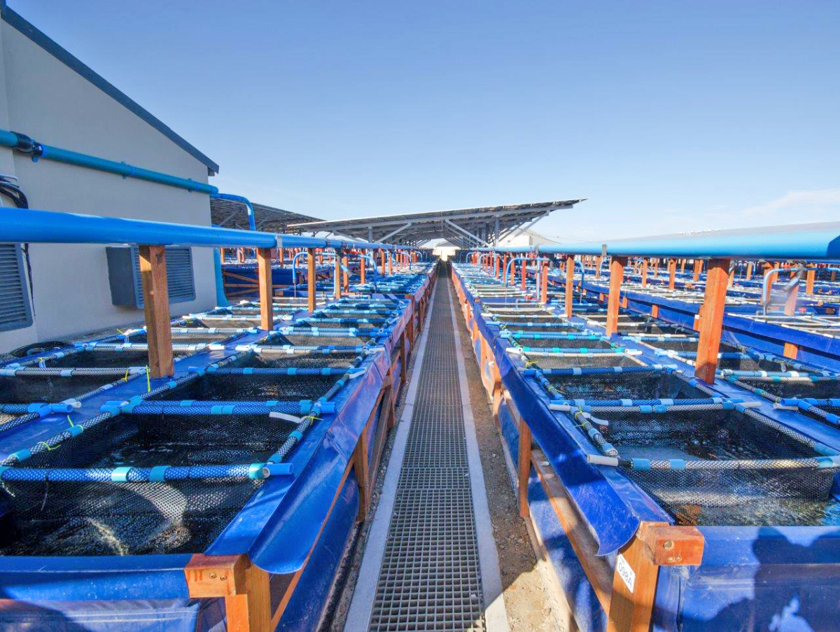 ABALONE FARM – ABALONE FOR SALE – BUY FRESH ABALONE, LIVE ABALONE